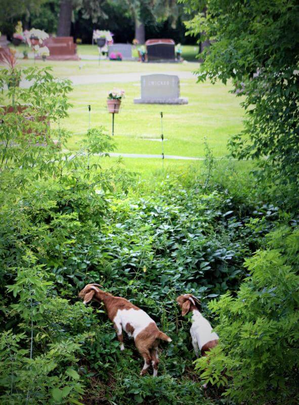 Voracious goats keep Wisconsin cemetery looking beautiful the natural ...
